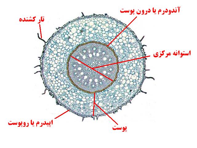 برش عرضی ریشه و ساقه گیاهان تک لپه